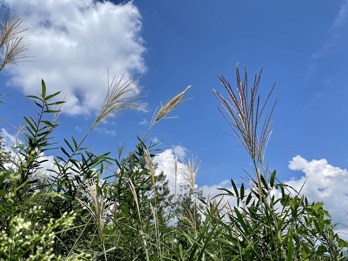 神社の杜のワーキング・プレイス 8MATO 夏空の下の秋・3Dエアコンの心地よさ：ITソリューション塾：オルタナティブ・ブログ
