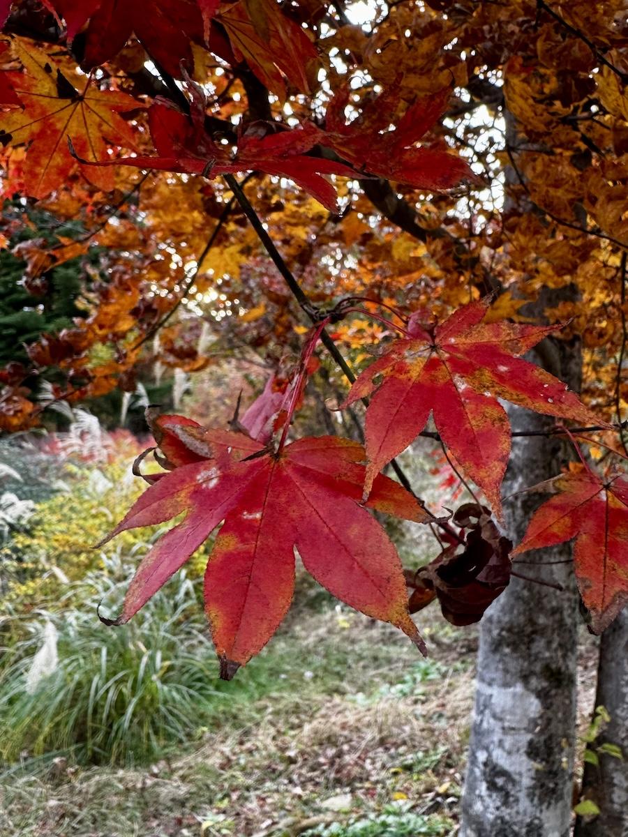 神社の杜のワーキング・プレイス 8MATO 晩秋最後の休日・ことどもたちと大人たちで大賑わい：ITソリューション塾：オルタナティブ・ブログ